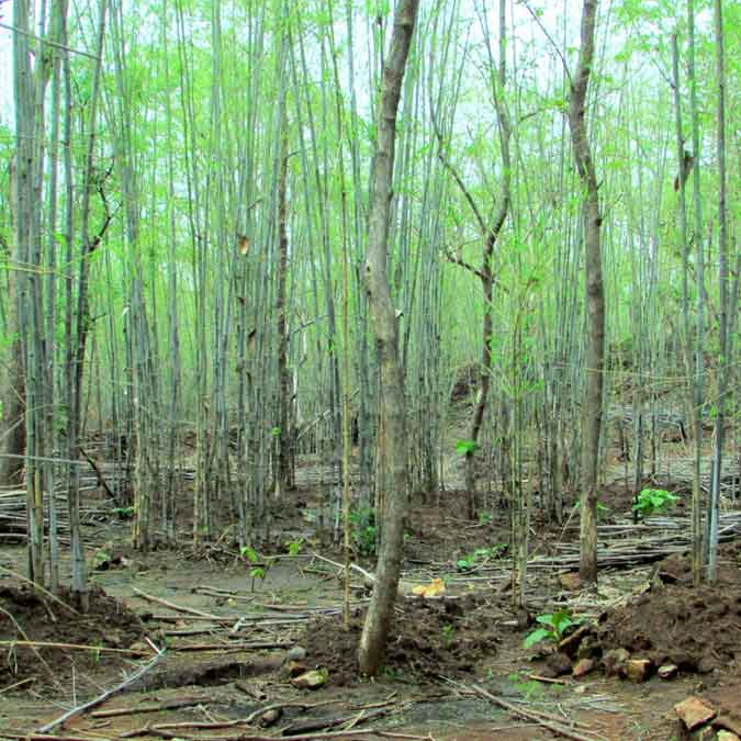 Forest Department,Government of Rajasthan