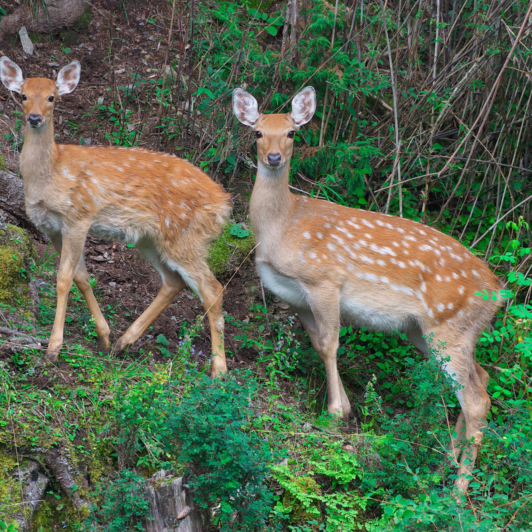 Forest Department,Government of Rajasthan
