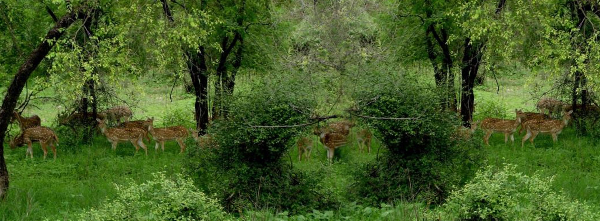 Forest Department,Government of Rajasthan